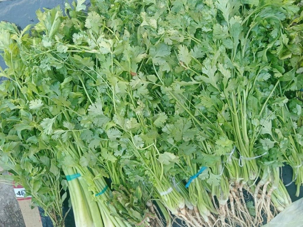 Inicio - Altervision